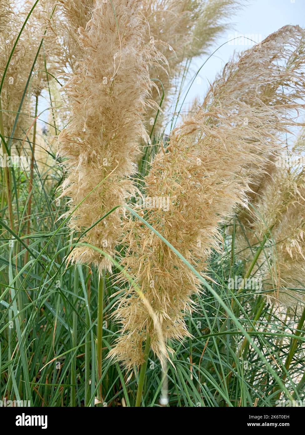 Close up of pampas grass and plumes seen in the garden Stock Photo - Alamy