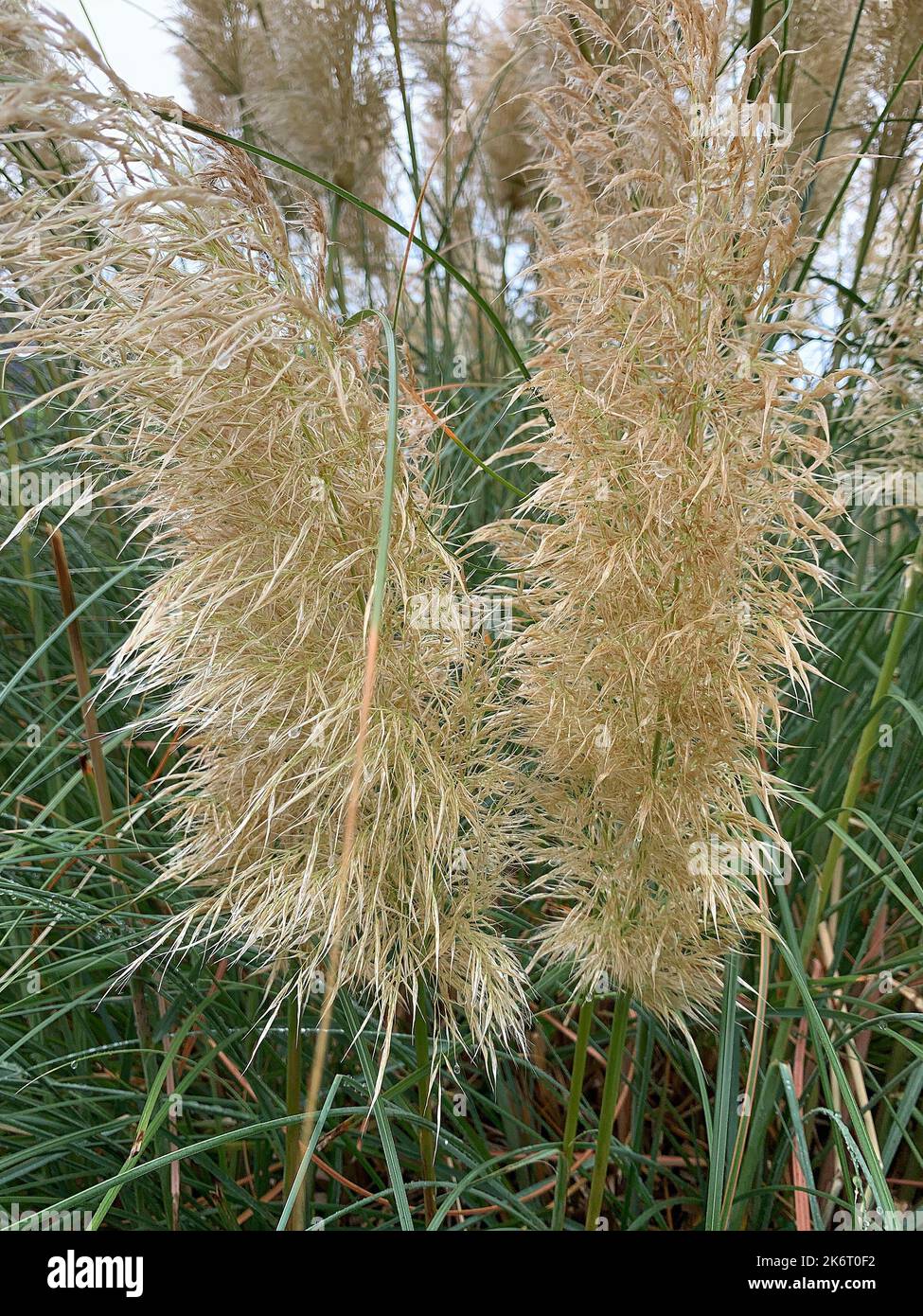 Close up of pampas grass and plumes seen in the garden Stock Photo - Alamy