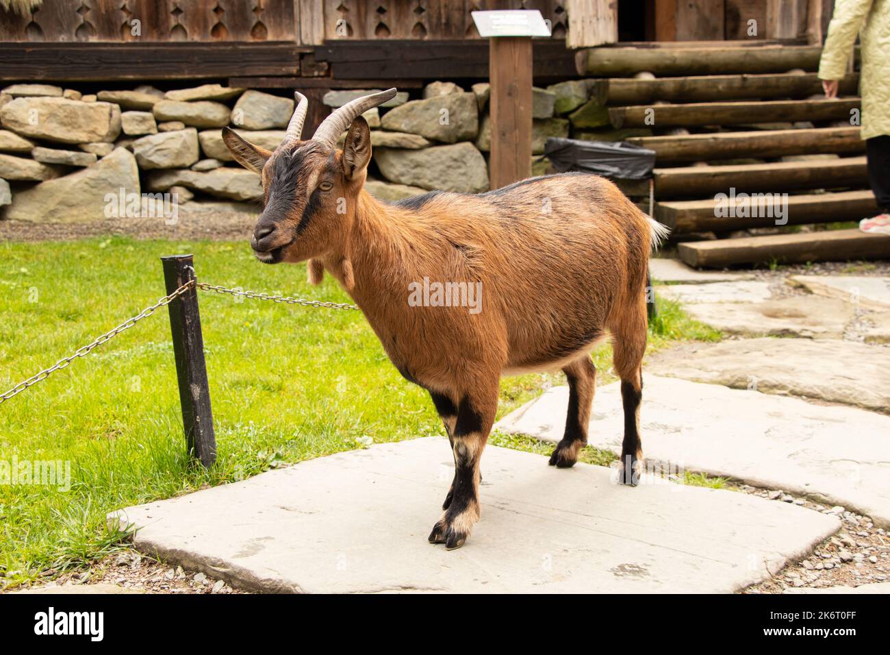 Ruminant hi-res stock photography and images - Alamy