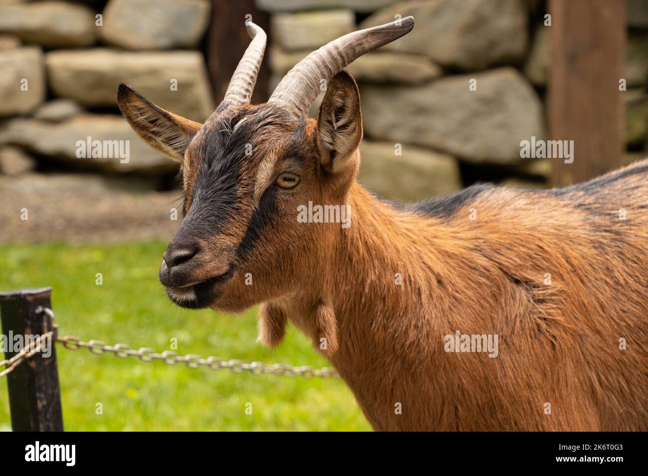 Brown goat in the Carpathians in Ukraine, ruminant, goat Stock Photo ...