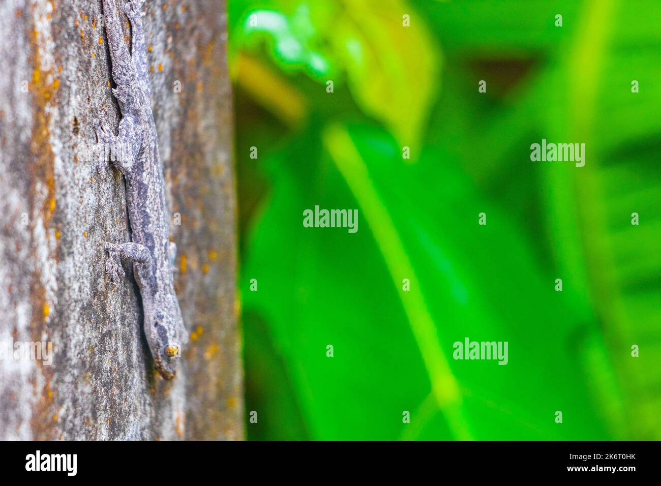 Lizards geckos iguanas reptiles in thai nature on stone rock and branch ...