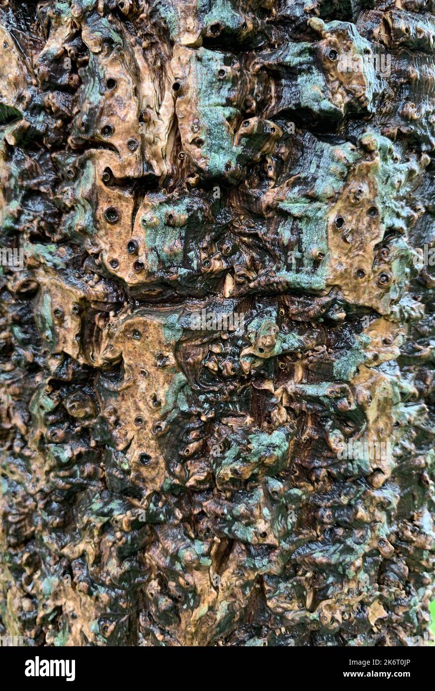Abstract representation of tree bark with rain water Stock Photo - Alamy