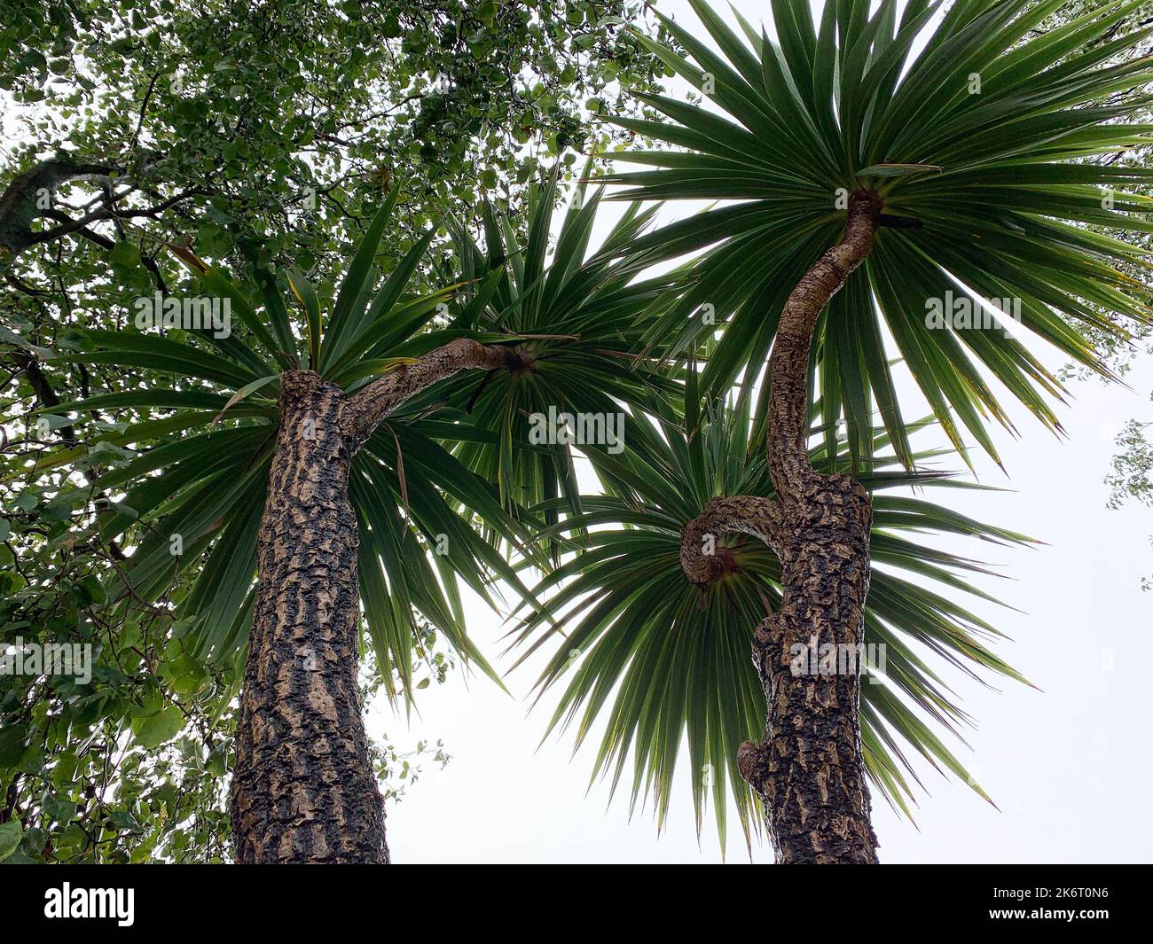 Close up of the tree stems and exotic leaves of the evergreen hardy ...
