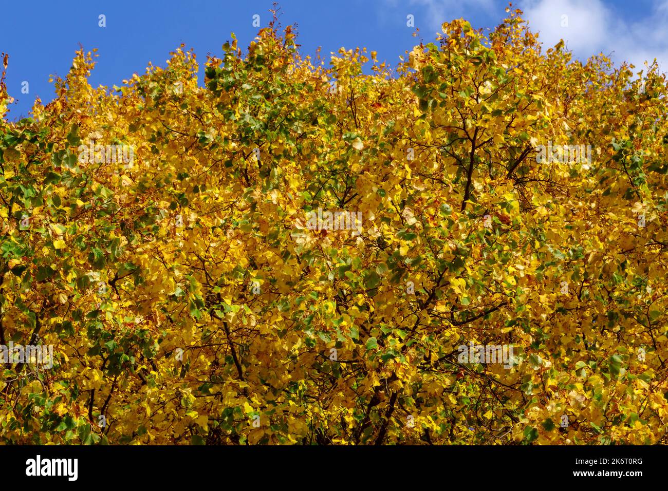 Trees with bright yellow golden foliage, beautiful autumn landscape ...