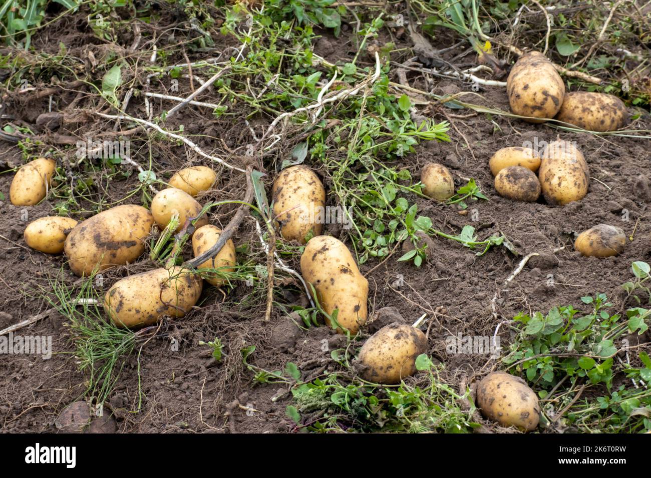 Harvesting potatoes in a potato field. Agricultural background Stock ...