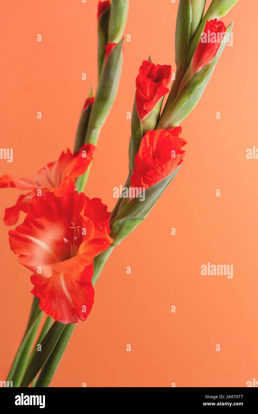 Vertical background with fresh flowers. Closeup of red gladioluses on ...