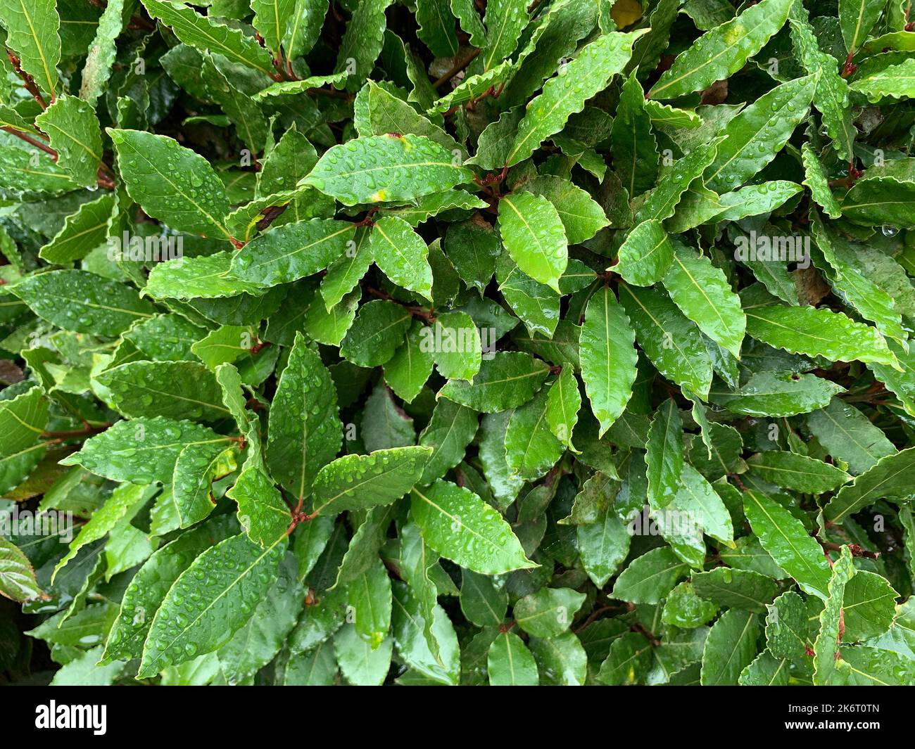 Close up of the green leaves covered in raindrops of the evergreen ...
