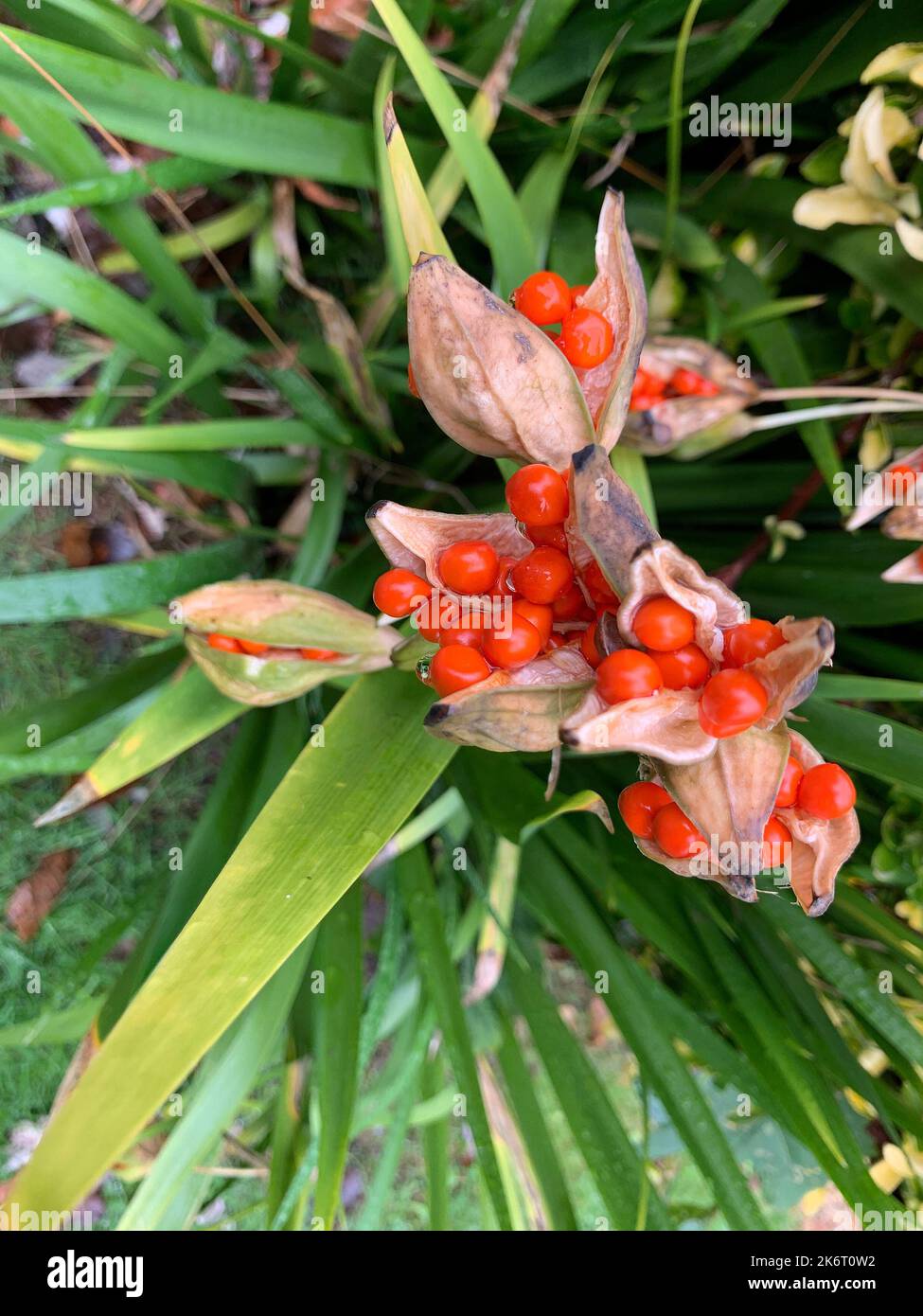 Close up of the evergreen perennial garden plant Iris foetidissima seen ...