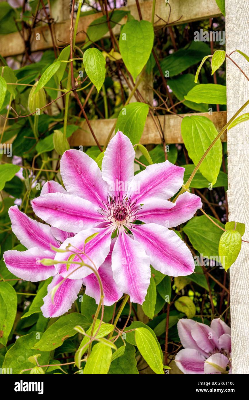 Purple and white clematis climb on a white garden post and trellis ...