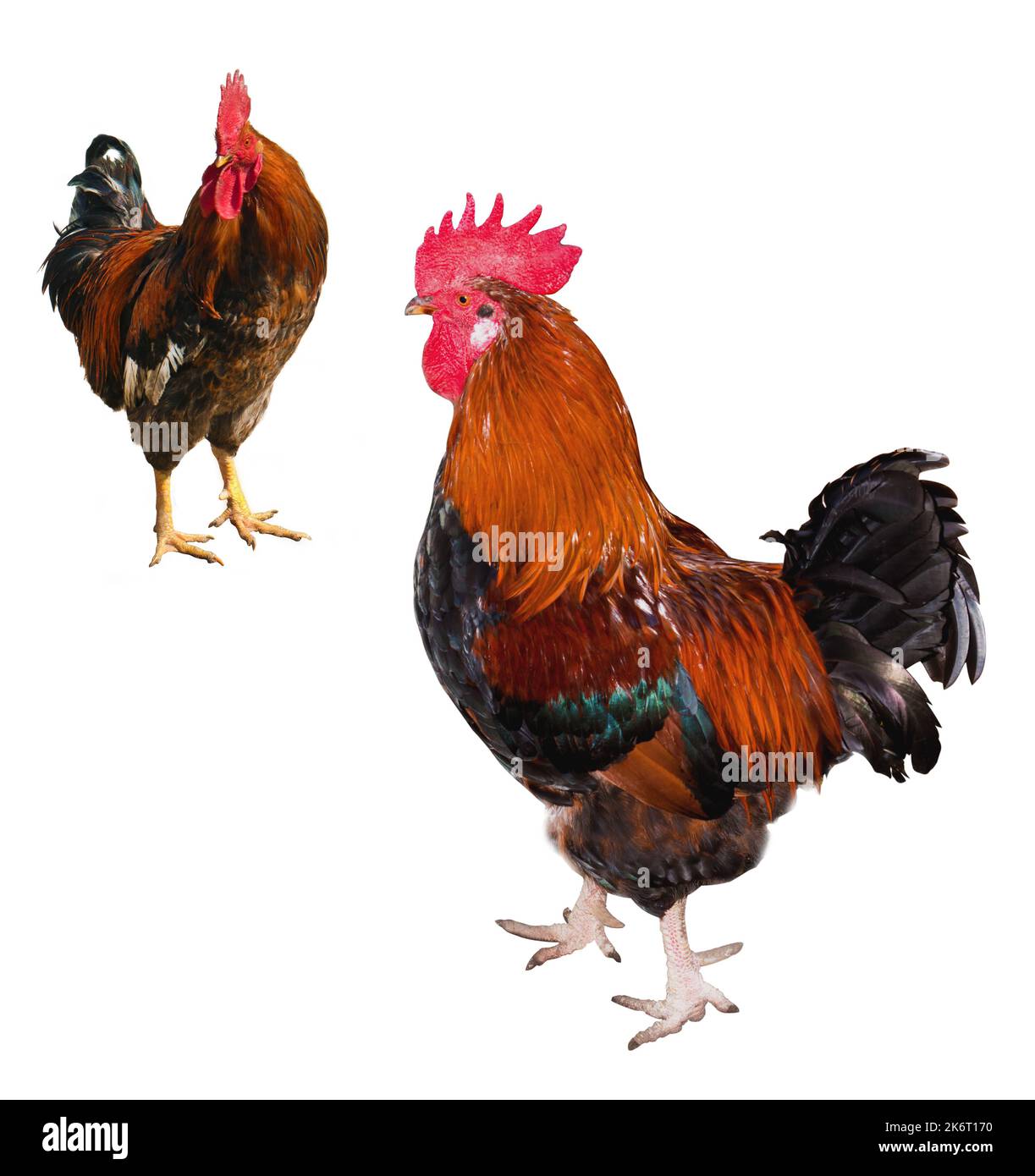 rooster, poultry, male hens, on a white background in isolation Stock ...