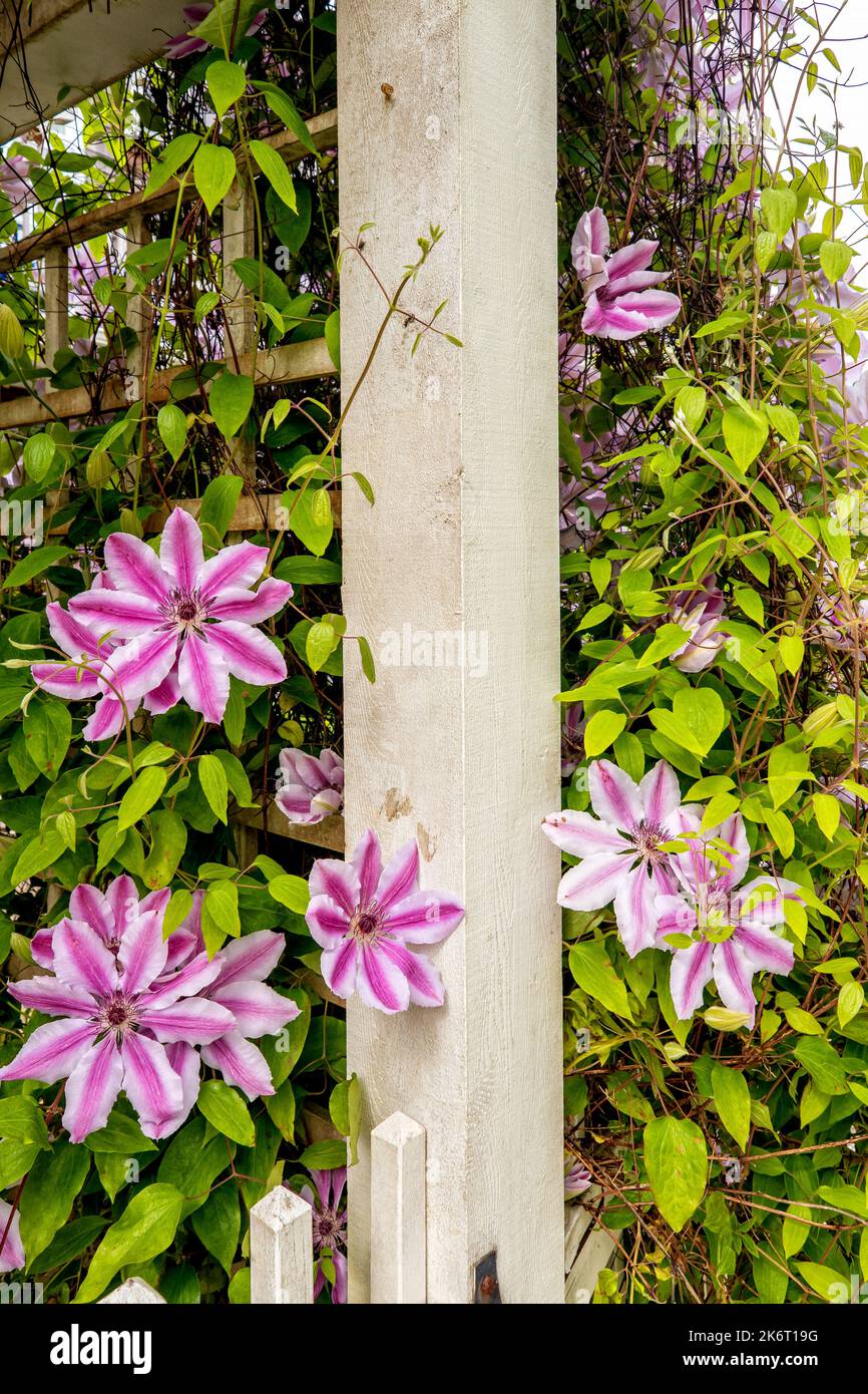 Purple and white clematis climb on a white garden post and trellis ...