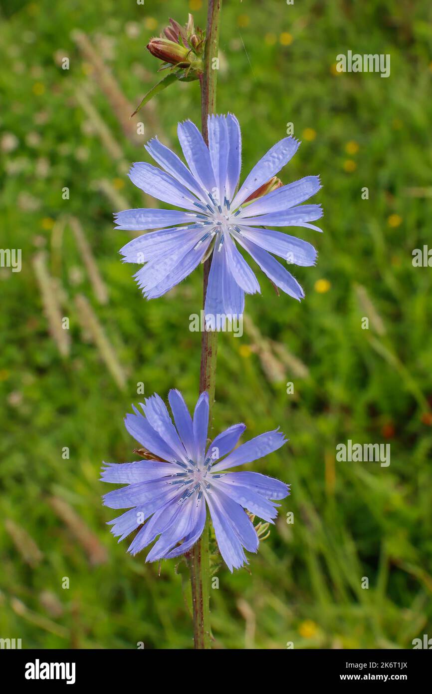 Blossoming chicory, stem close up, for packaging and design Stock Photo ...