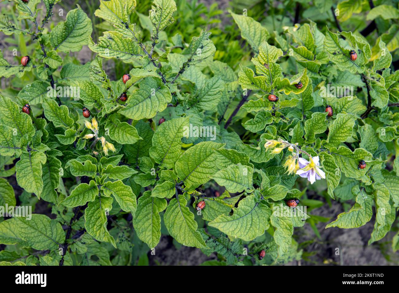 Close up photograph of a beetle hi-res stock photography and images - Alamy