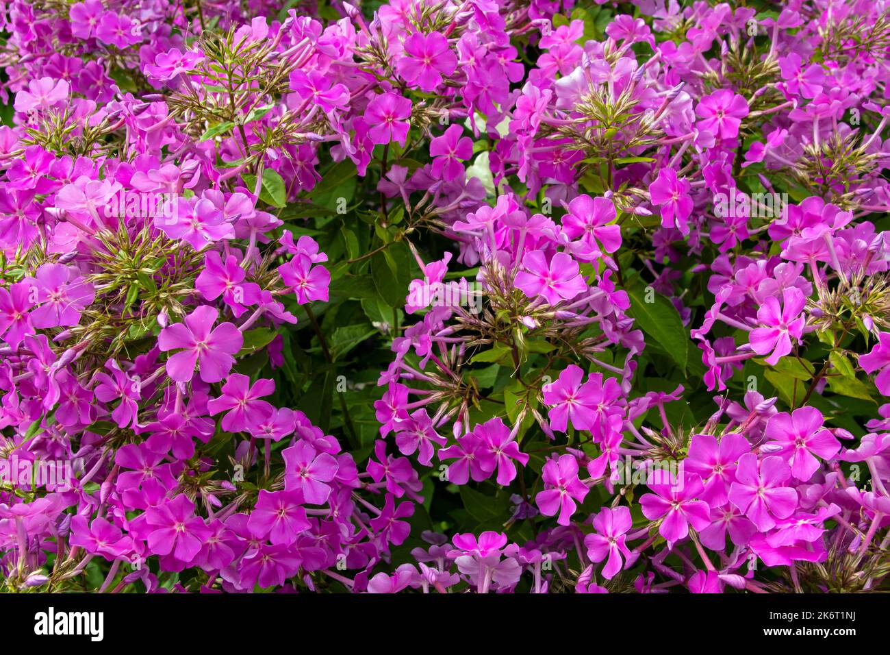 Pink natural small flowers background for design or desktop background ...