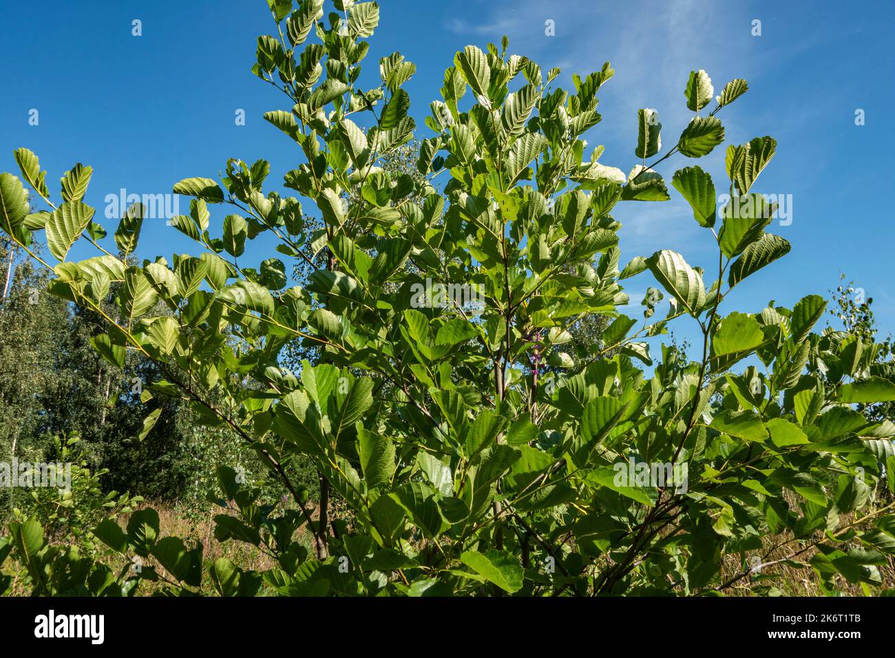 A young alder tree with beautiful green foliage on branches. Nature ...