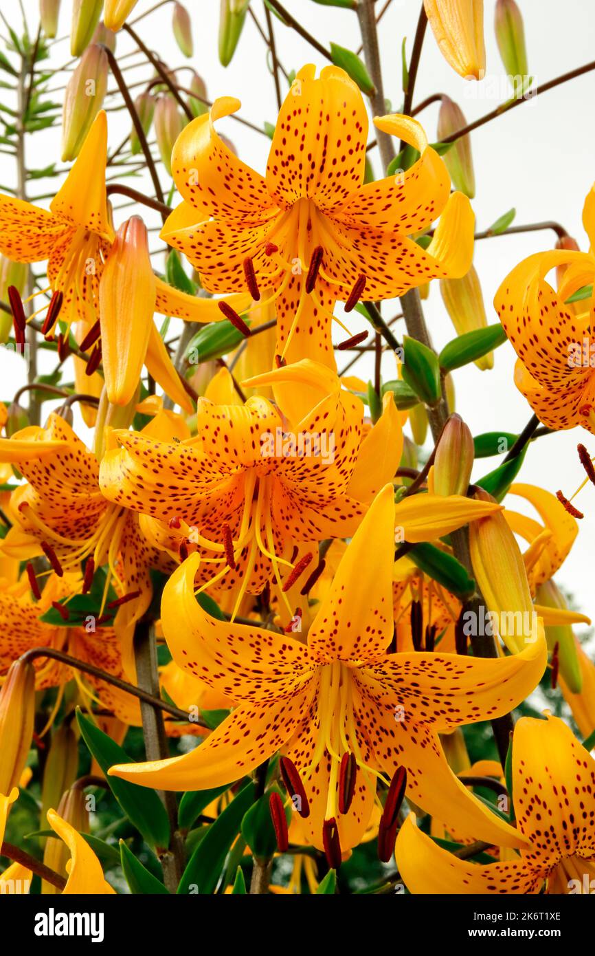 Lily blooming plant backgrounds hi-res stock photography and images - Alamy