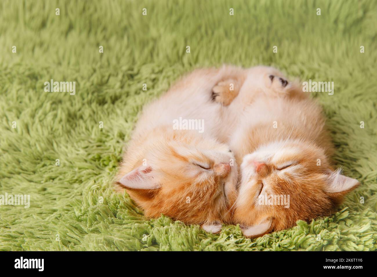 Two cute Scottish straight golden shaded chinchilla kittens are ...