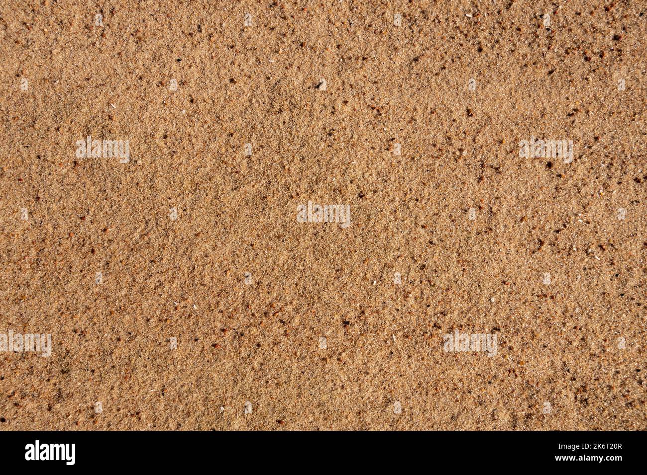 The background of the sandy surface is close-up. The texture of the ...