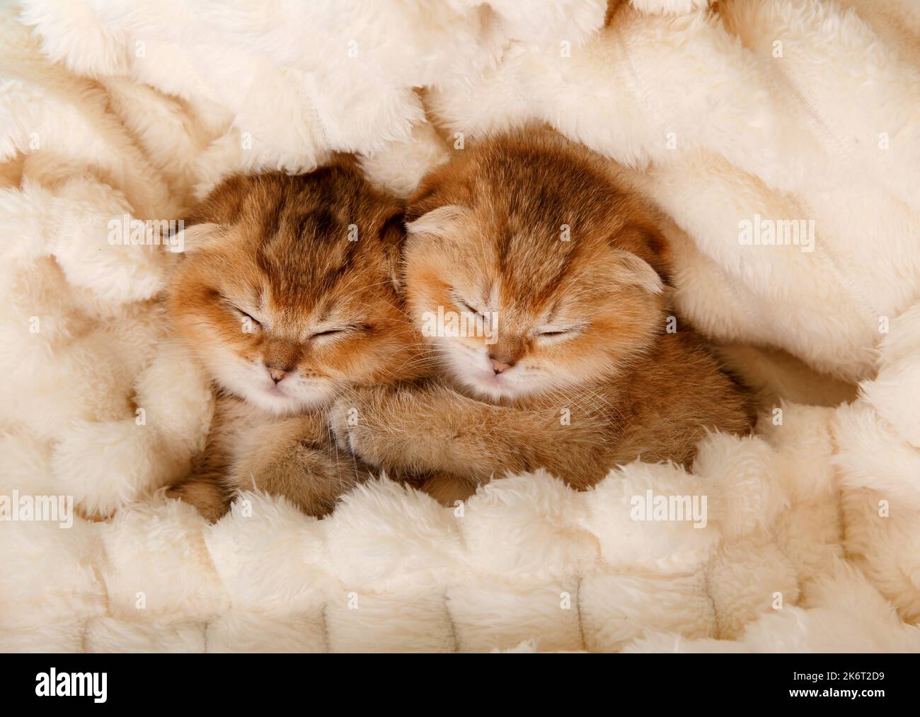 Two cute Scottish straight golden shaded chinchilla kittens are ...
