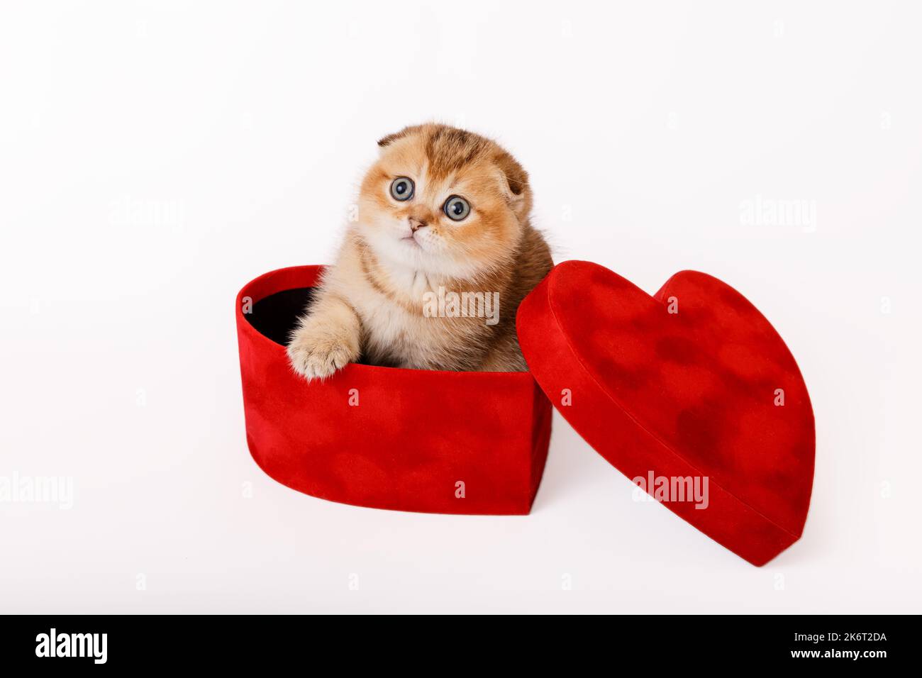 Cute Scottish straight golden shaded chinchilla (ny 11) kitten sitting ...