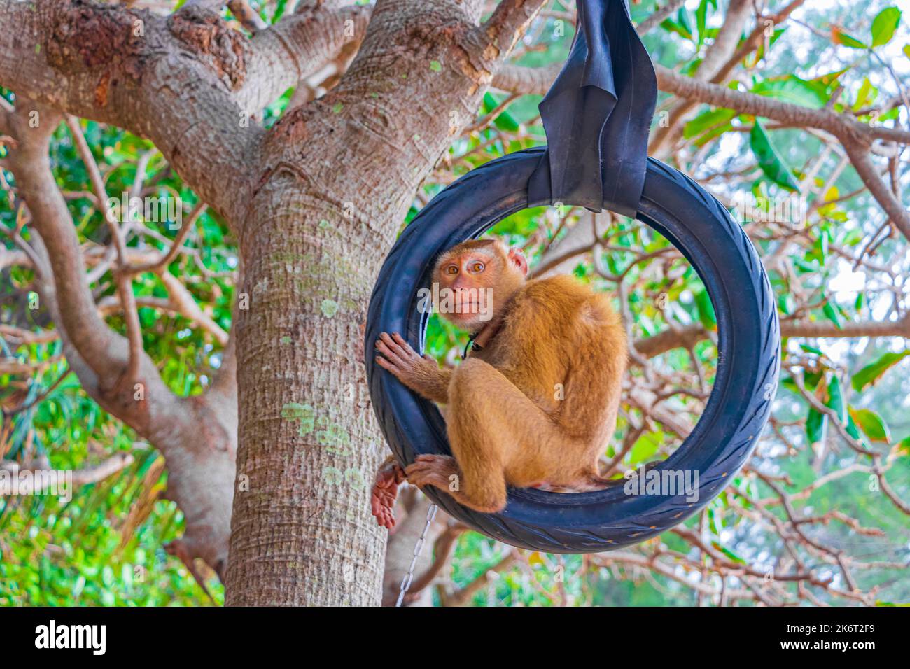 Monkey macaque chained on old tires in jungle on tropical beach on ...
