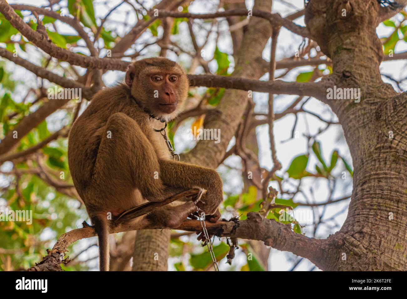 Monkey macaque chained on old tires in jungle on tropical beach on ...