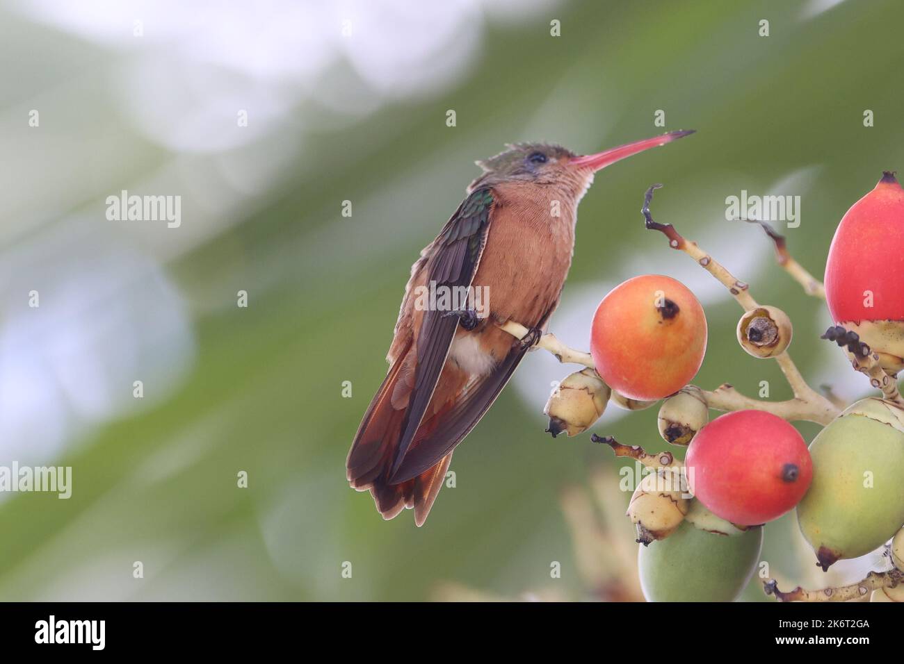 Tropical hummingbird resting on a tree in Costa Rica. These beautiful ...