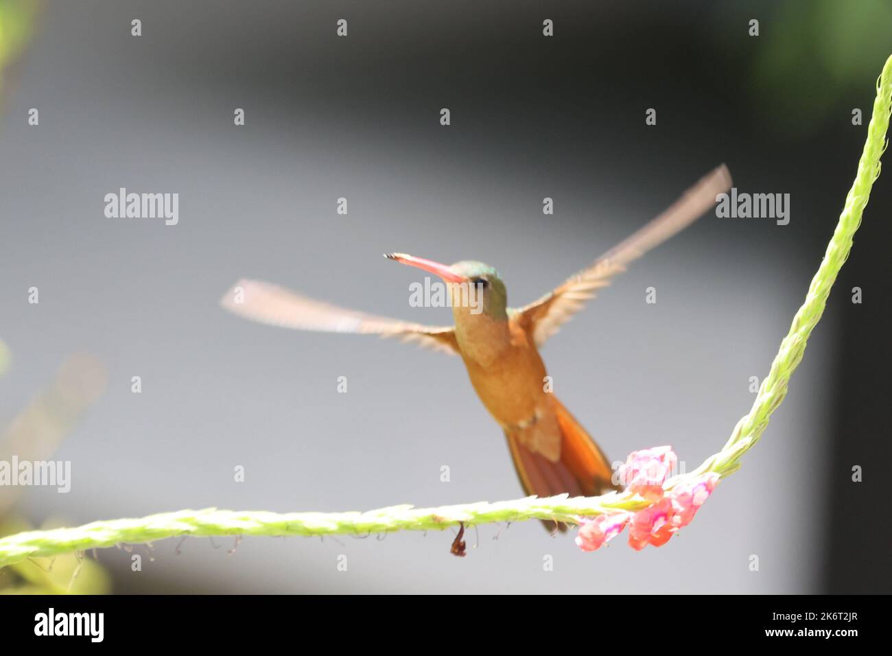 Hummingbird in flight wih their wings spread out and feeding on a ...