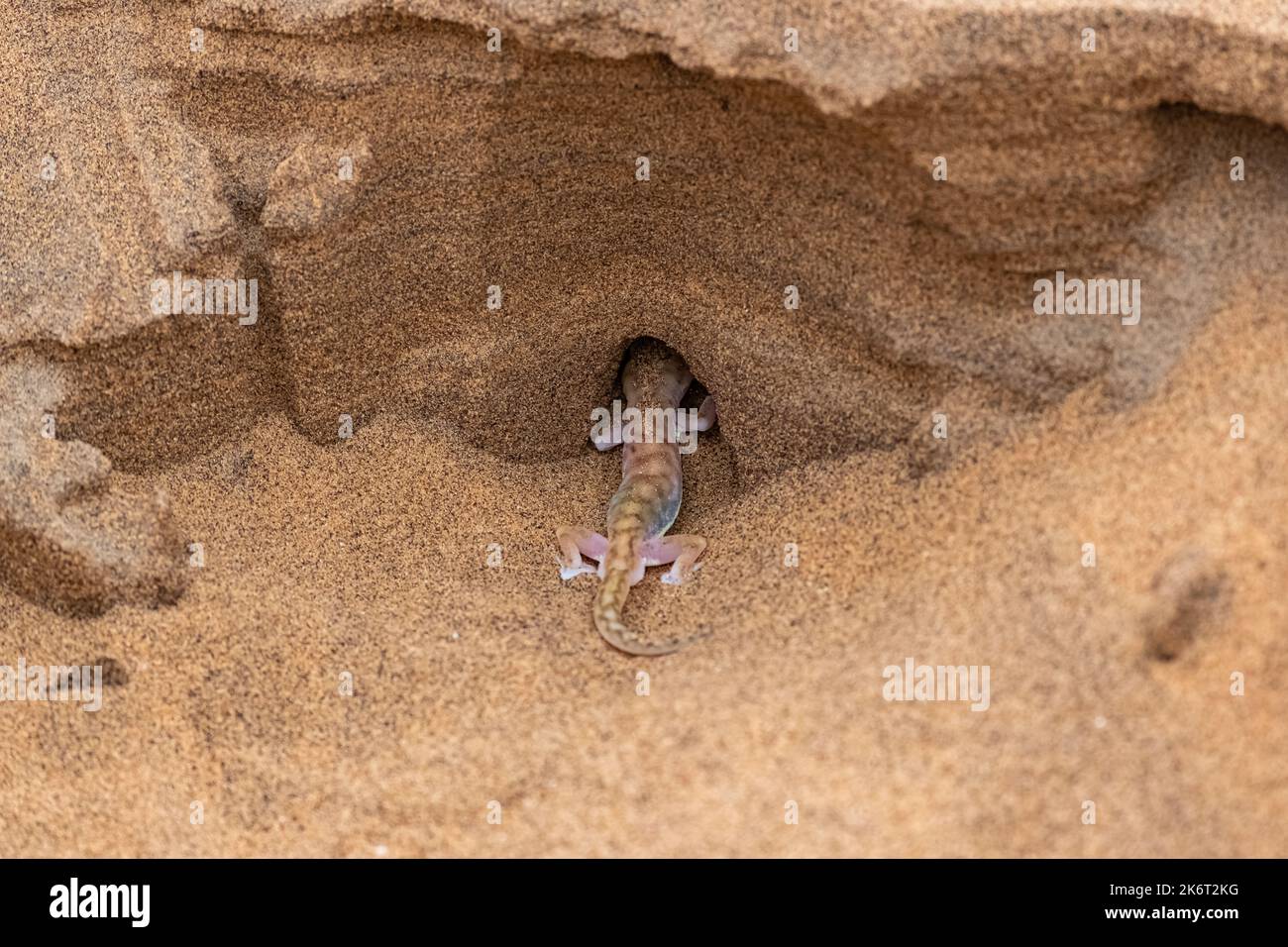 A Namib sand gecko, or gecko palmato, small colorful lizard in the ...
