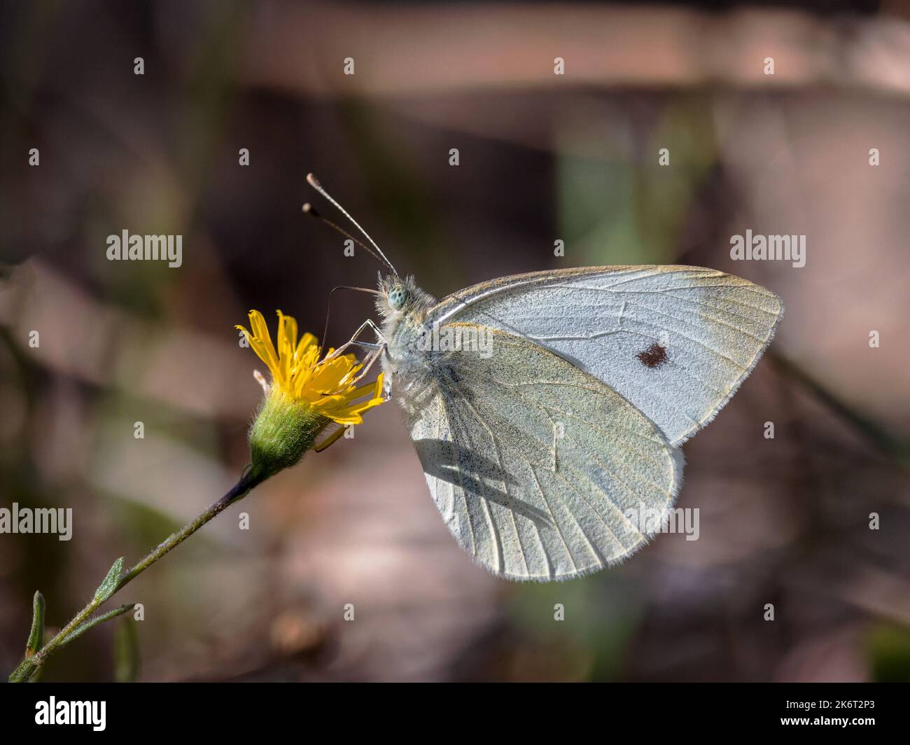 Butterfly in their natural environment Stock Photo - Alamy