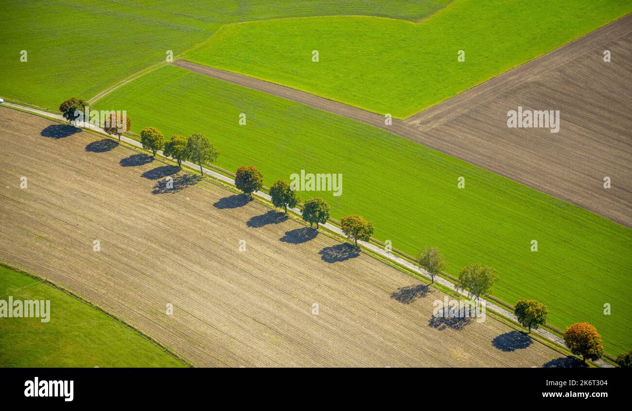 Row of trees on the roadside hi-res stock photography and images - Alamy