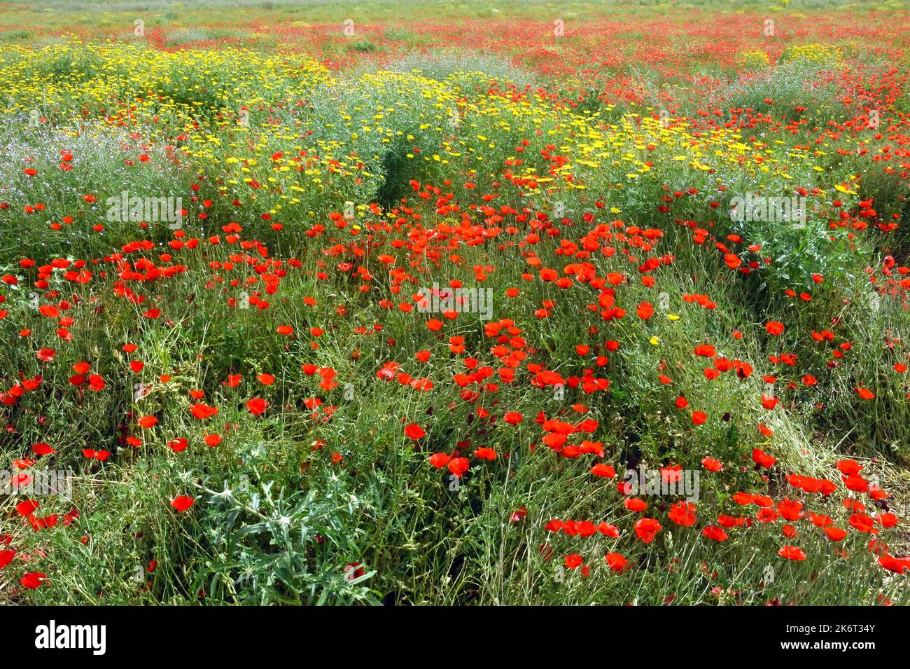 Poppy wildflowers in the field Stock Photo - Alamy