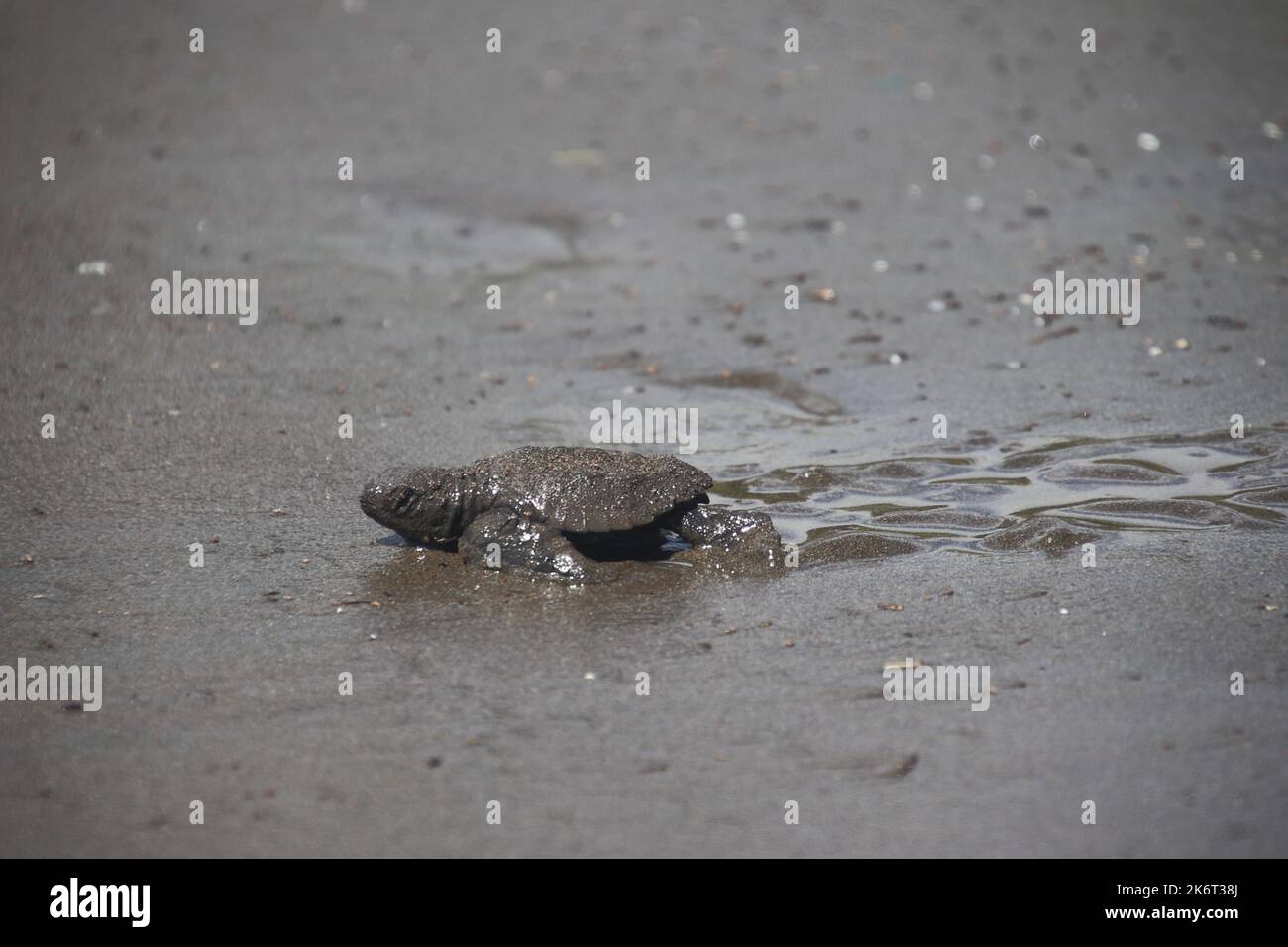 Baby Oliver Ridley Turtle Making its way back to the Ocean in Costa ...