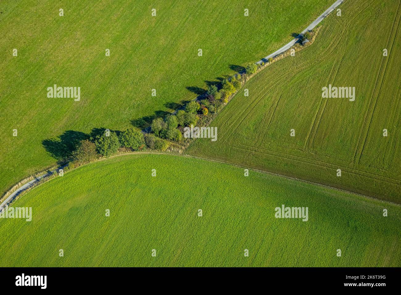 Row of trees at roadside hi-res stock photography and images - Alamy