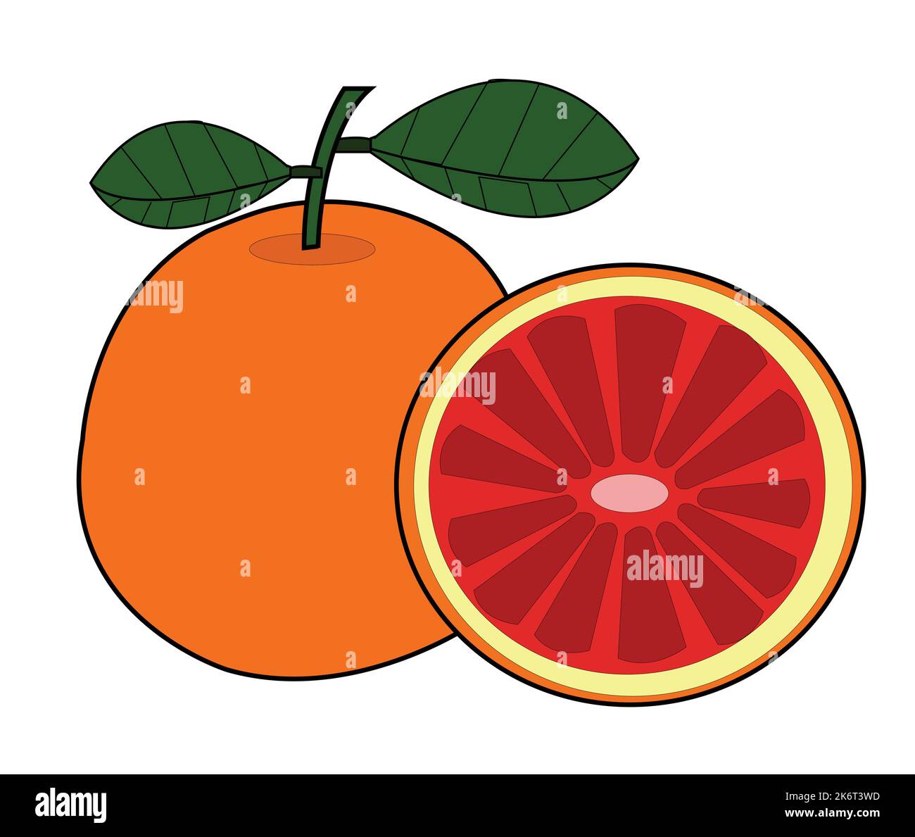 Colorful grapefruit vector design. Best graphic resources illustration ...