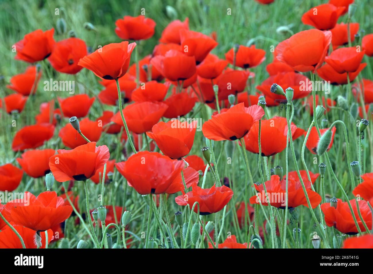Many red poppy flowers blooming hi-res stock photography and images - Alamy