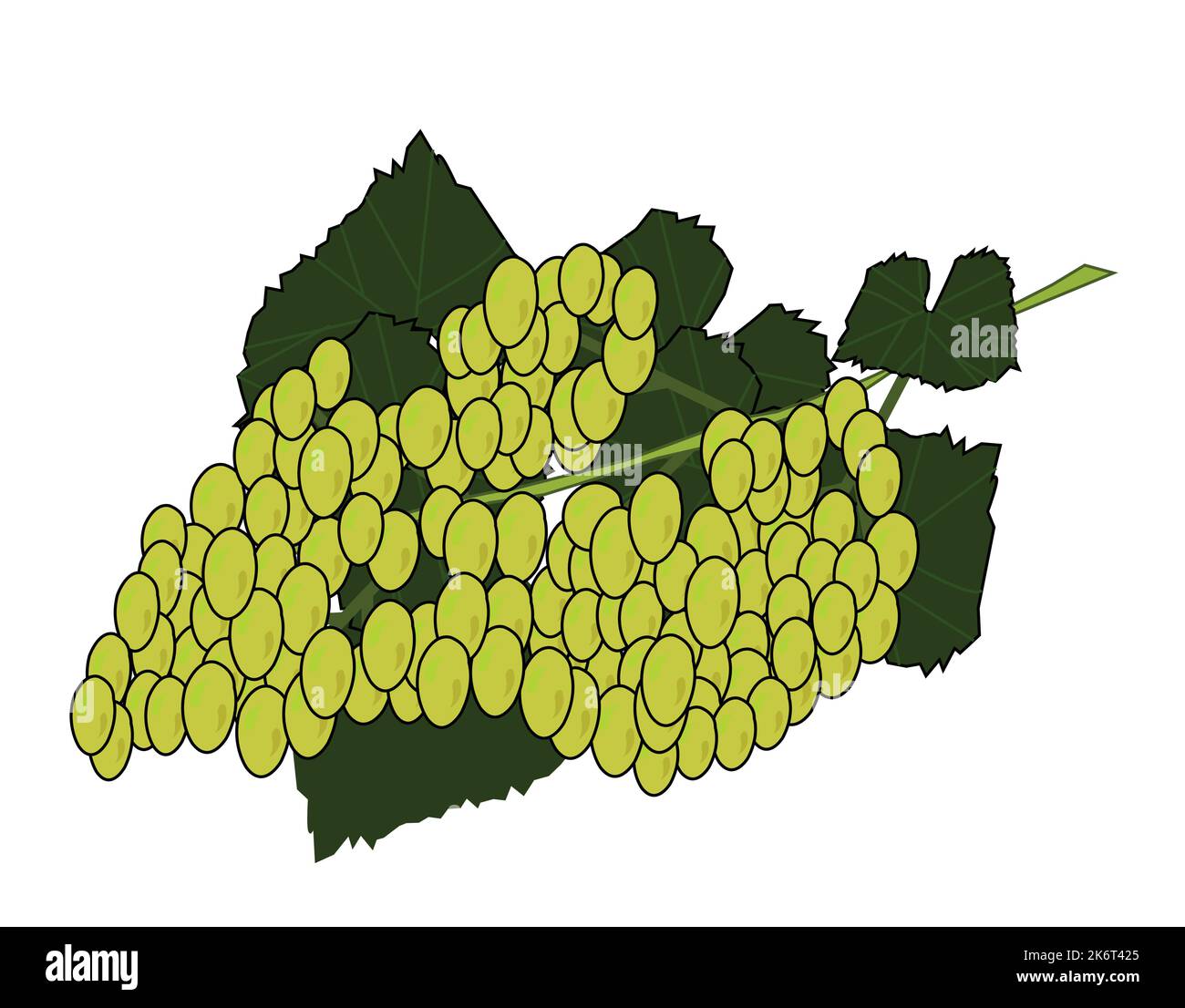 Colorful green grapes vector design. Best graphic resources ...