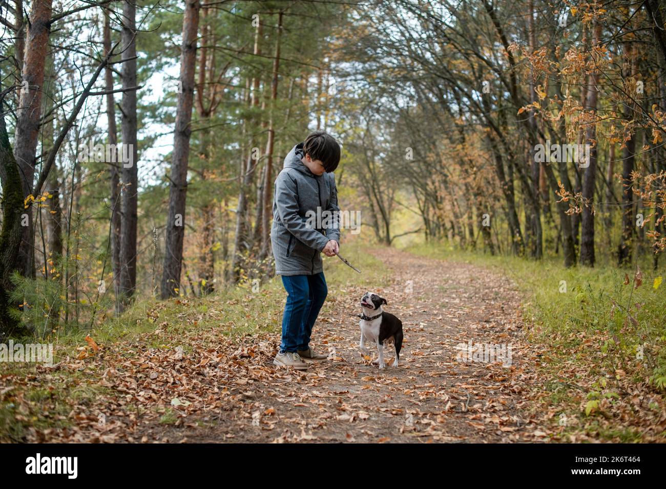 A happy and joyful boy walks with his buddy, a Boston terrier puppy, in ...