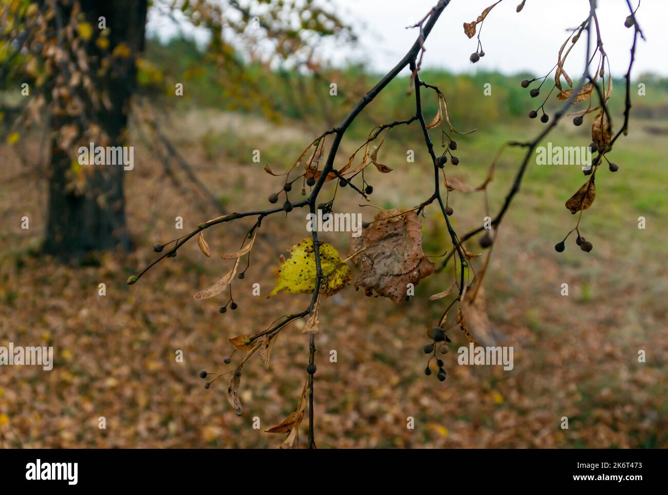 Lime tree seed hi-res stock photography and images - Alamy