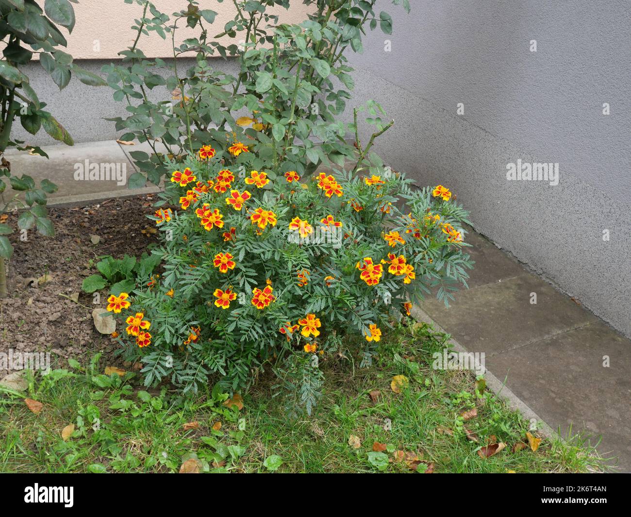 Tagetes or marigold plants, small bushes with green leaves and yellow ...