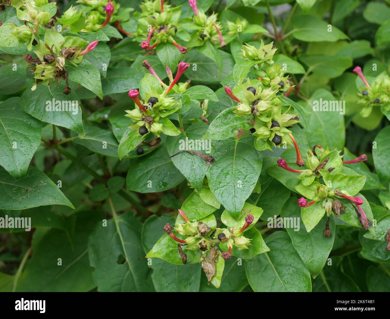 Mirabilis jalapa, the marvel of Peru or four o'clock flower, is the ...