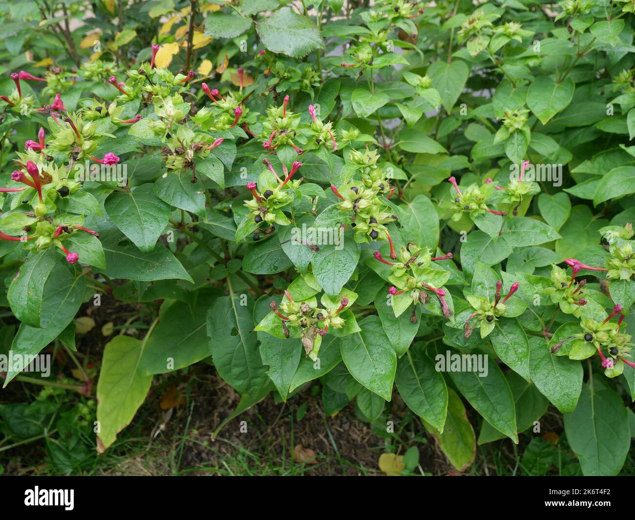 Mirabilis jalapa, the marvel of Peru or four o'clock flower, is the ...
