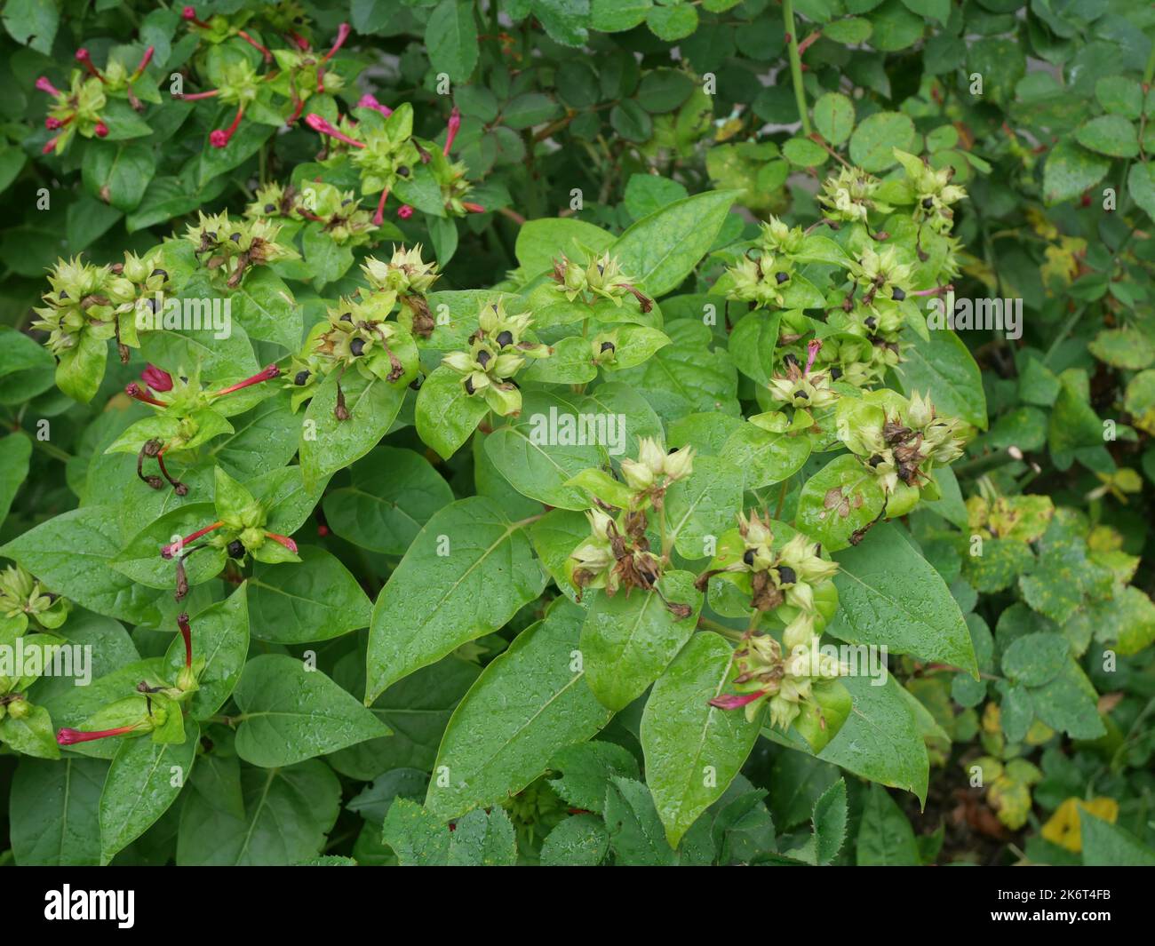 Mirabilis jalapa, the marvel of Peru or four o'clock flower, is the ...