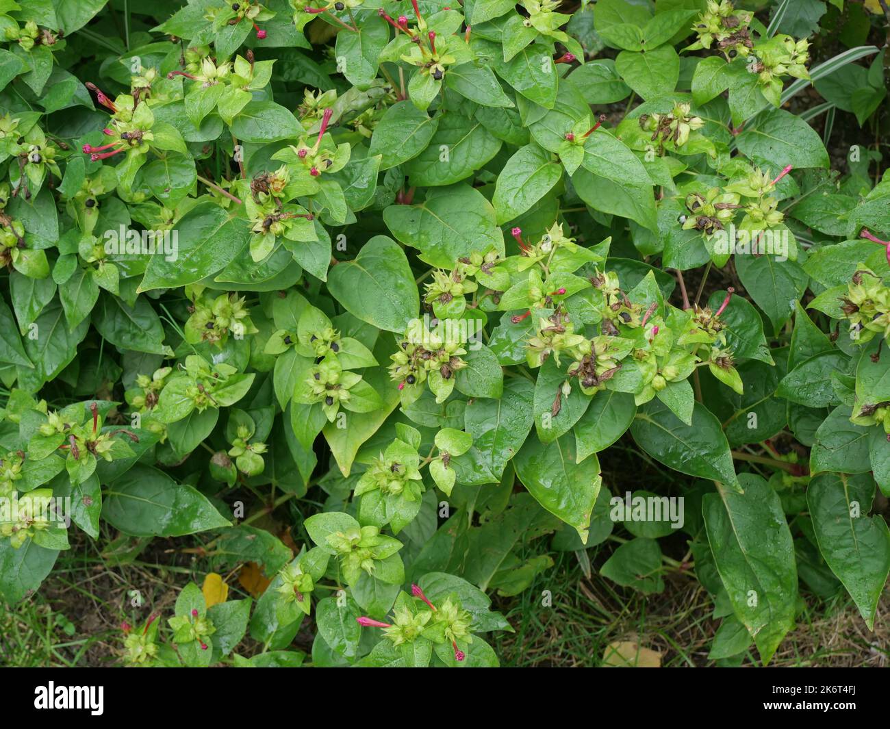 Mirabilis jalapa, the marvel of Peru or four o'clock flower, is the ...