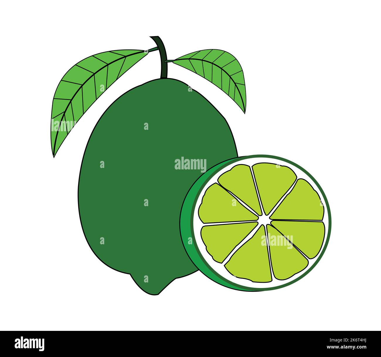 Colorful Lime fruit vector design. Best graphic resources illustration ...