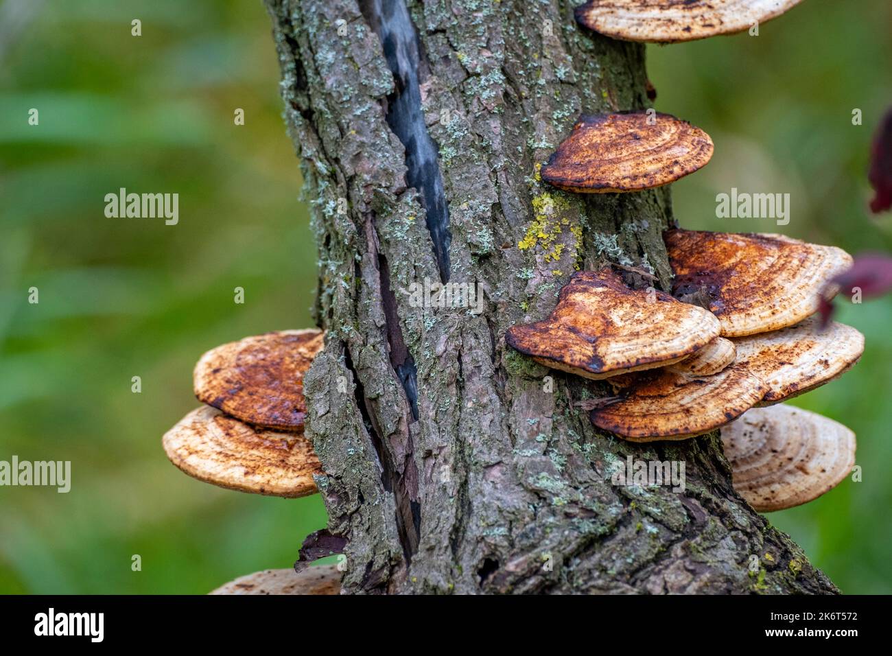tree mushrooms at treebark Stock Photo - Alamy