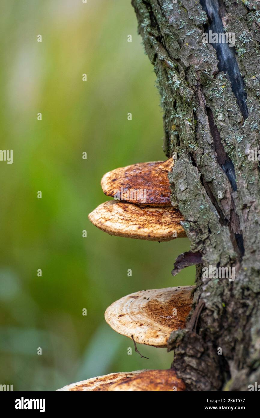 tree mushrooms at treebark Stock Photo - Alamy