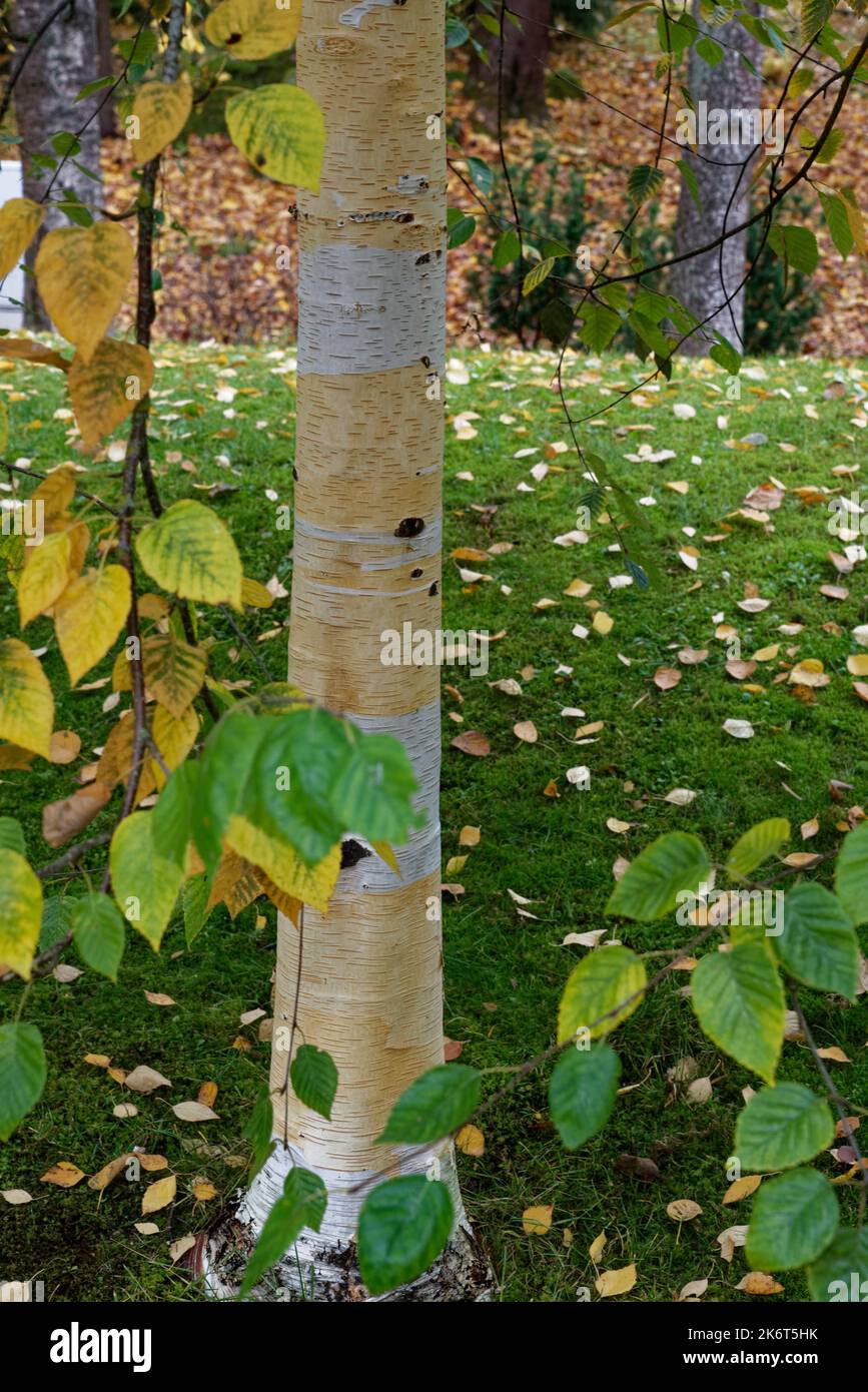 Western himalayas hi-res stock photography and images - Alamy