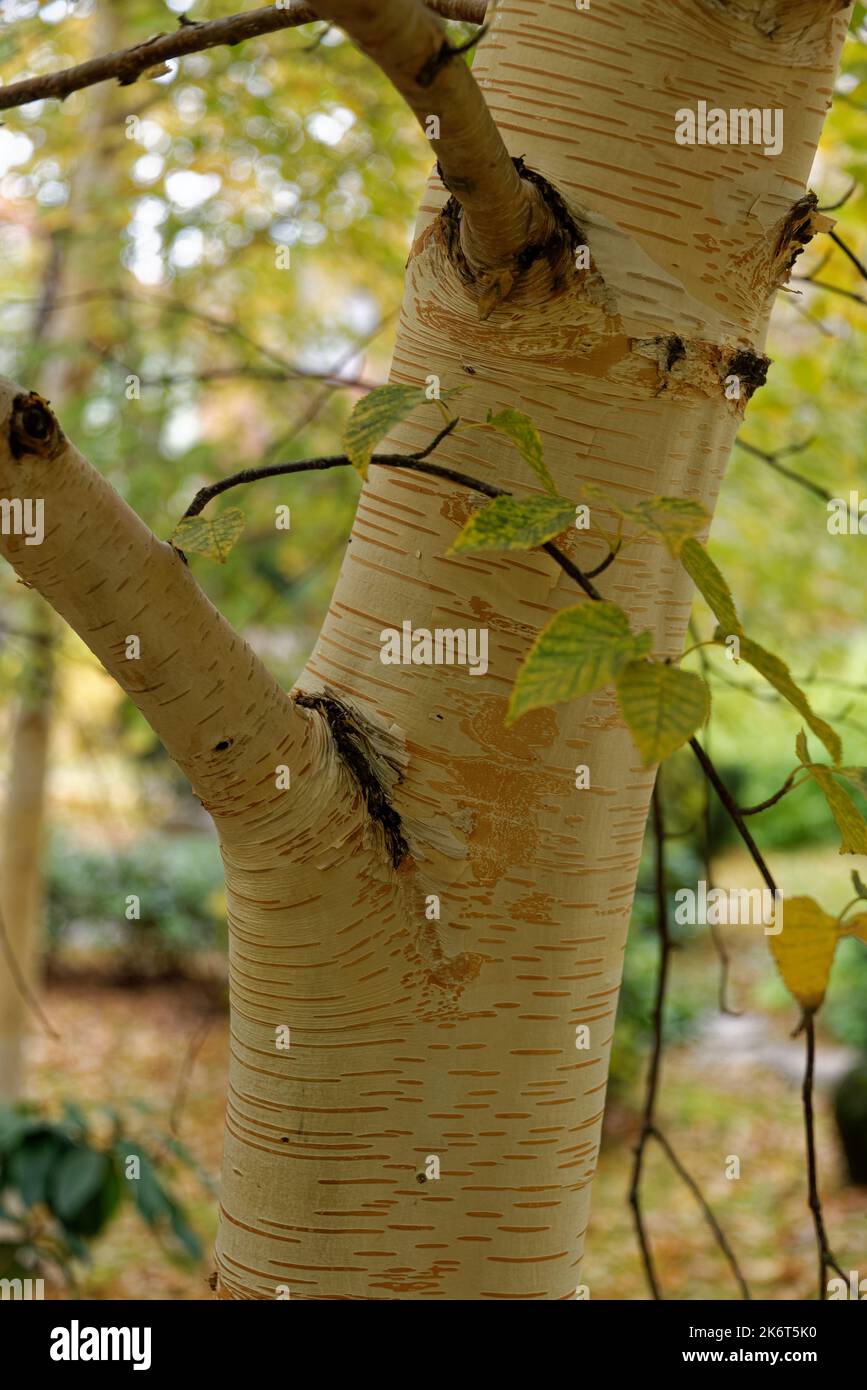 Betula utilis, the Himalayan birch, is a deciduous tree native to the ...