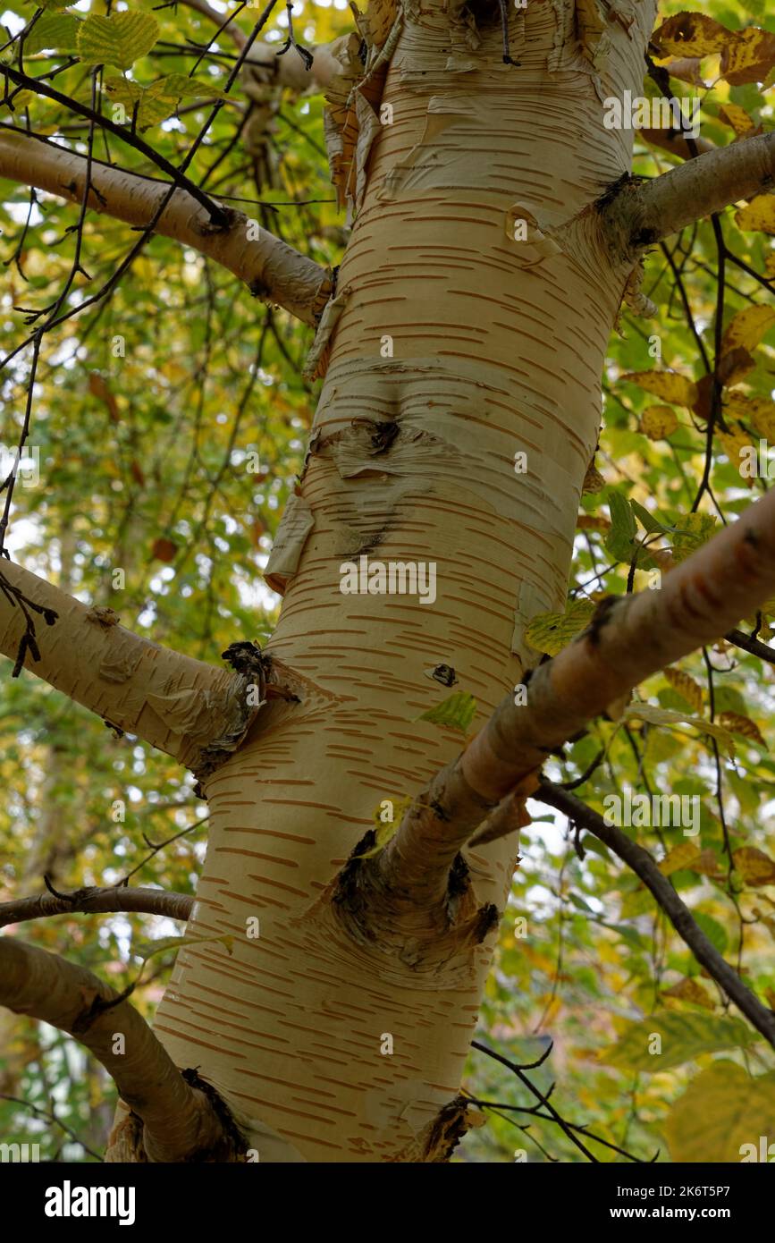 Betula utilis, the Himalayan birch, is a deciduous tree native to the ...